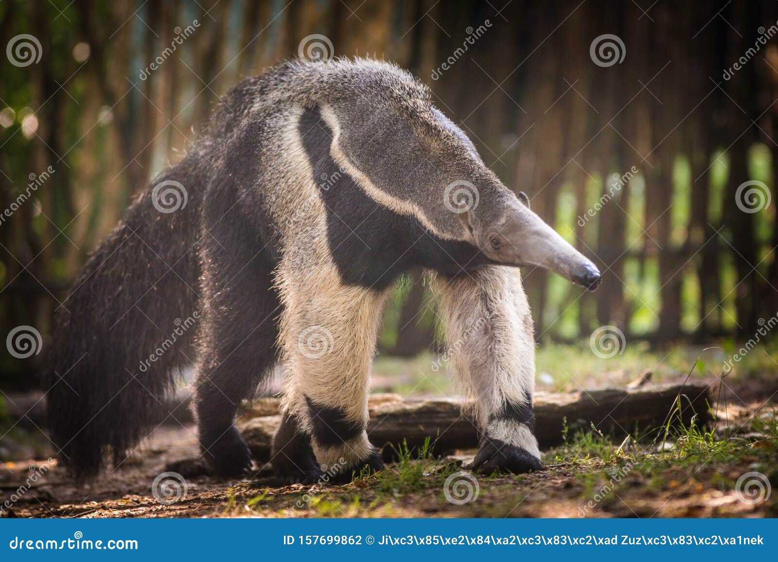 Ant-eater in the nature stock photo. Image of wildlife - 157699862