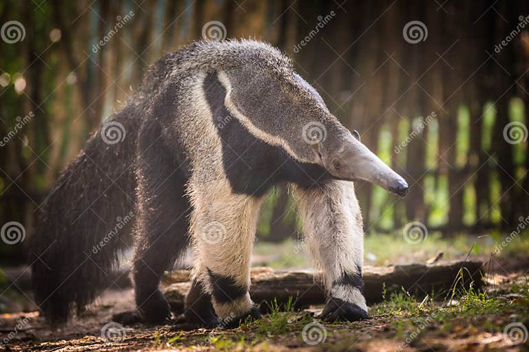 Ant-eater in the nature stock photo. Image of wildlife - 157699862