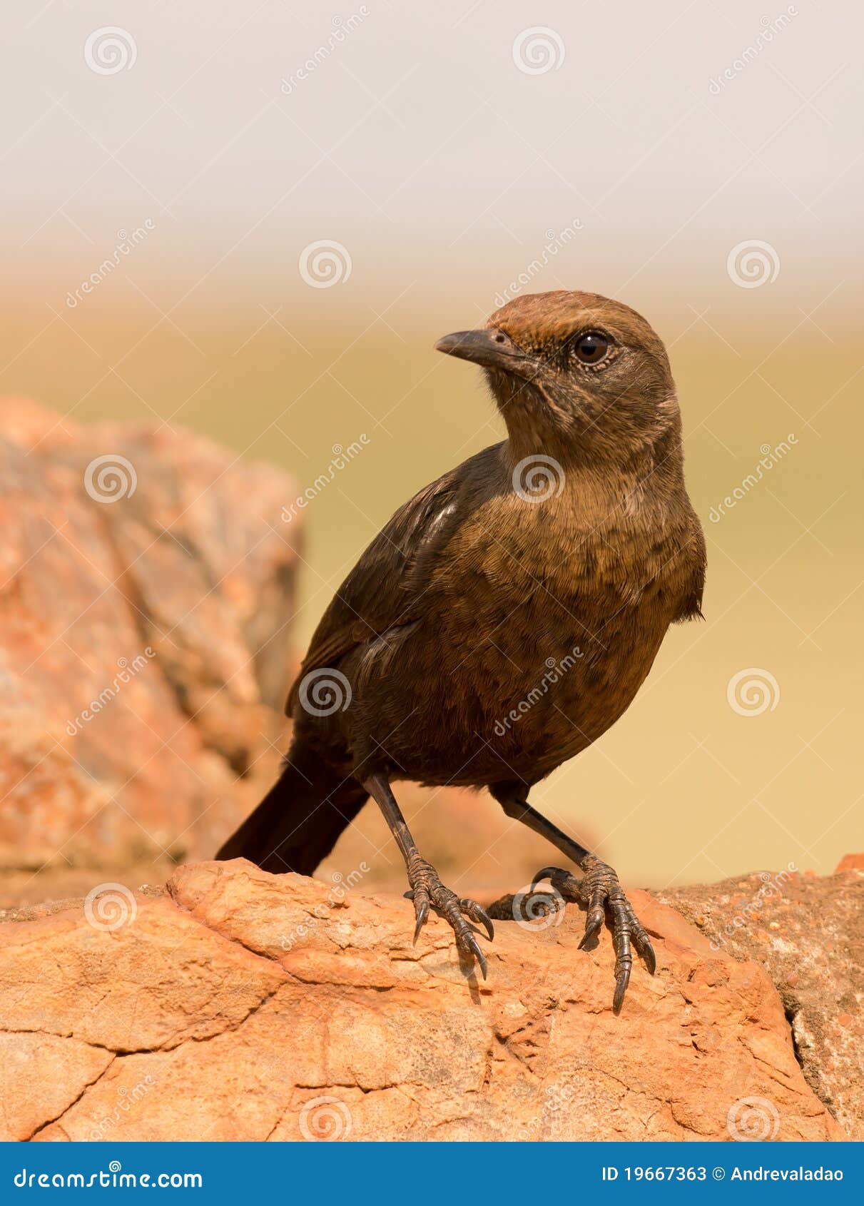 Ant eating chat stock image. Image of wild, colourful - 19667363