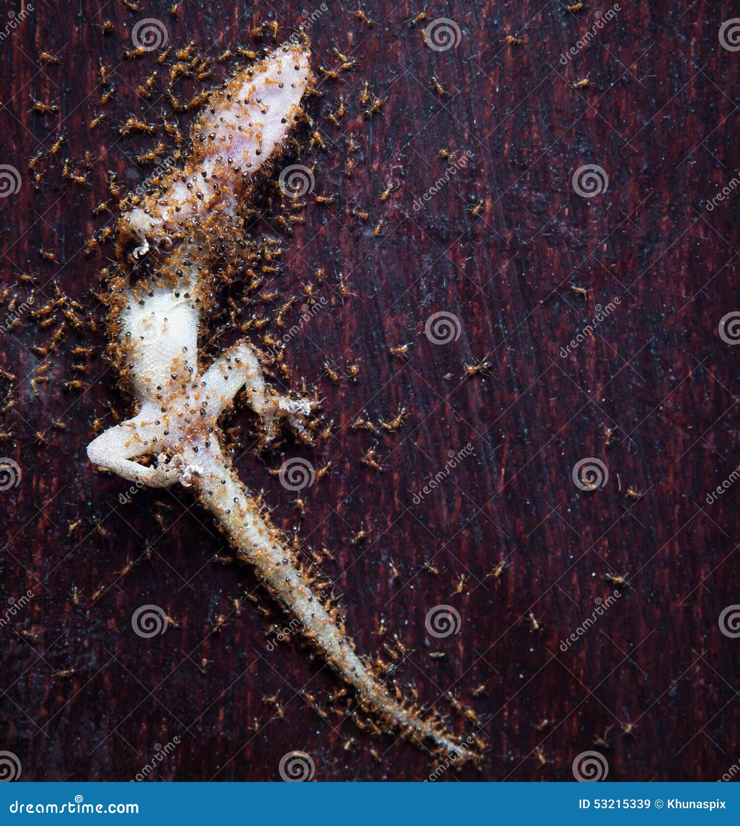 Ant Eating Home Lizard Dead Stock Image - Image of died, home: 53215339
