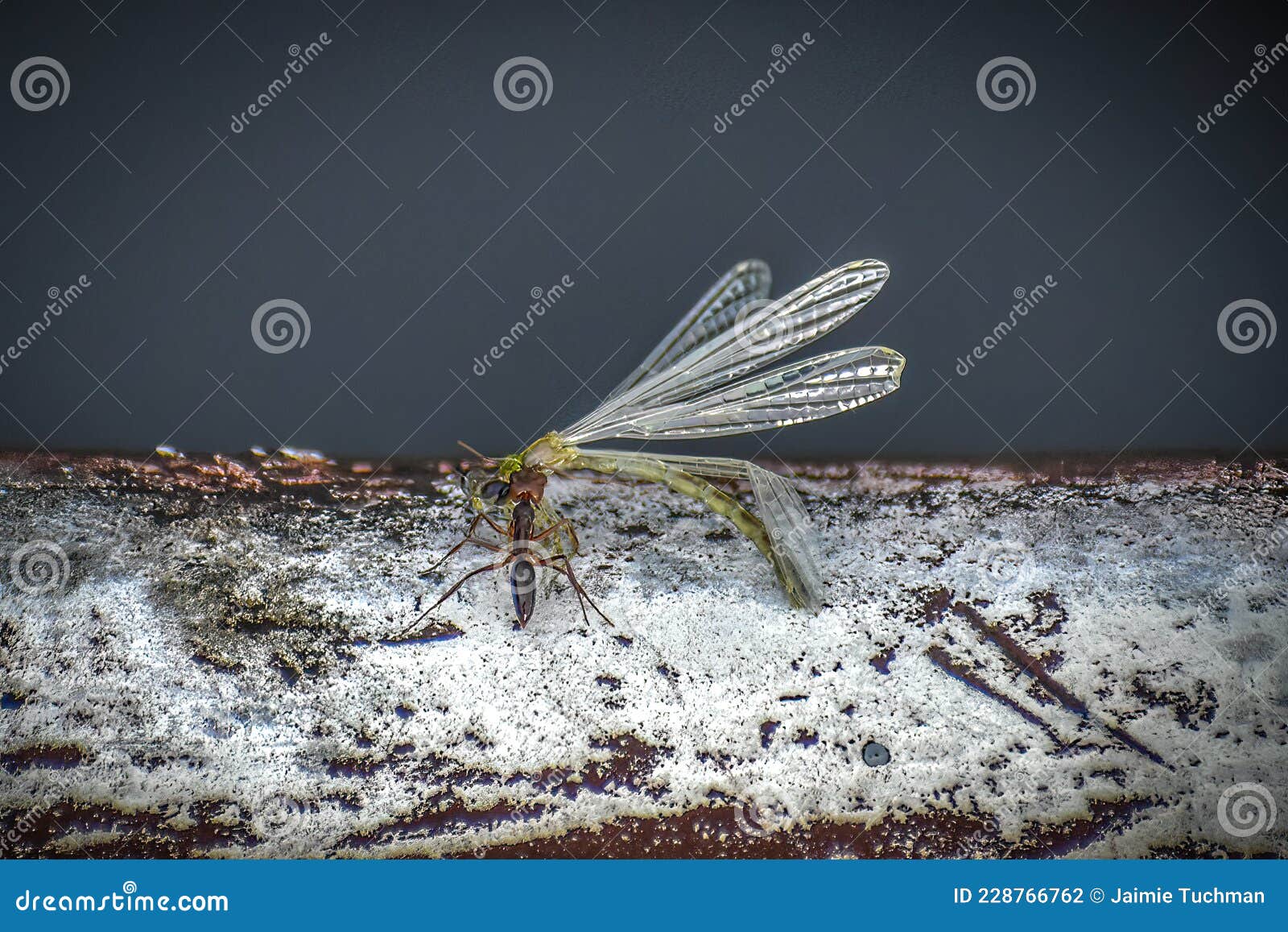 Ant Eats Praying Mantis Bug Stock Photo - Image of butterfly, leaves ...