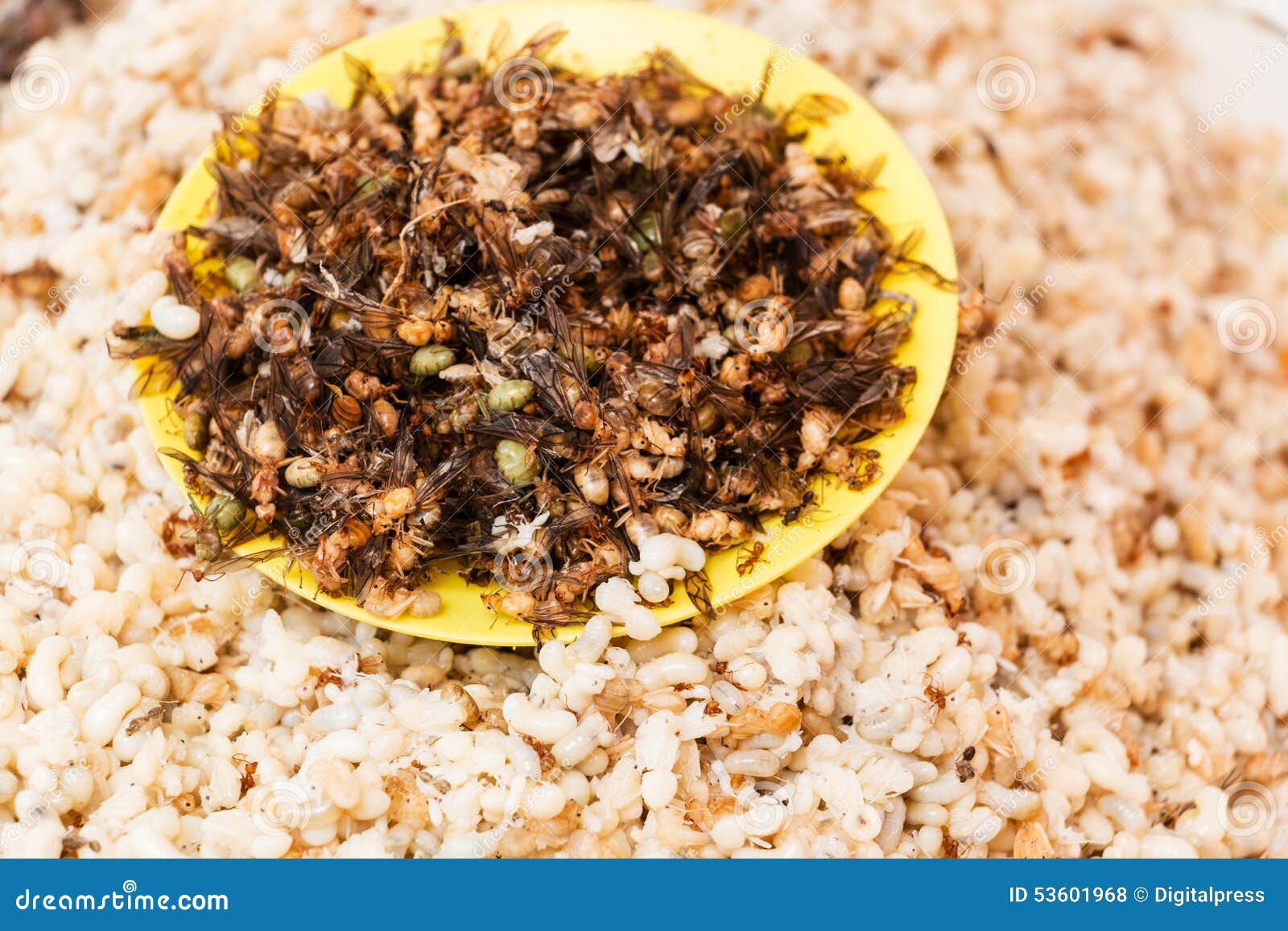 Ant Eggs stock photo. Image of gourmet, asia, thailand - 53601968