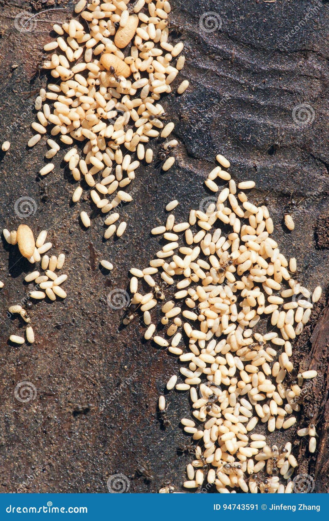 Ant eggs stock image. Image of nits, insects, animal - 94743591