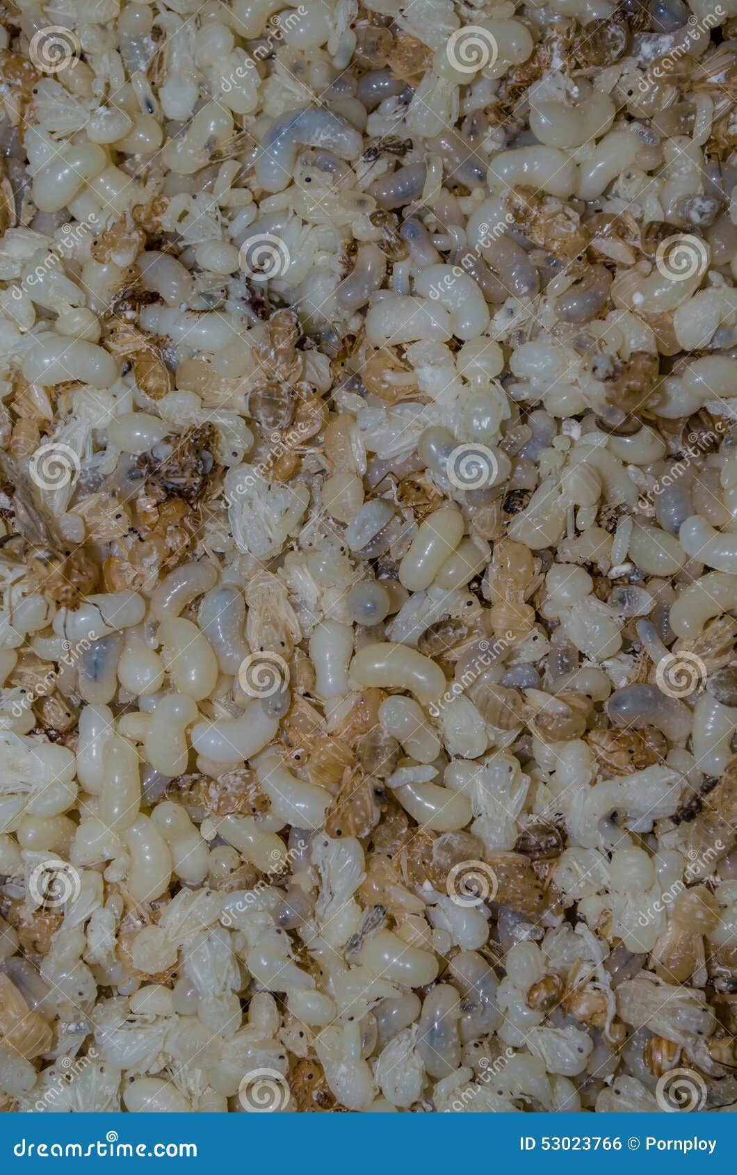 Ant eggs stock photo. Image of natural, animals, view - 53023766