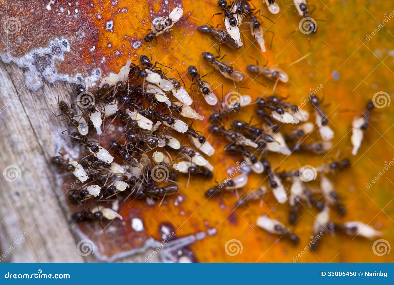 Ant & eggs stock photo. Image of team, animals, harmony - 33006450