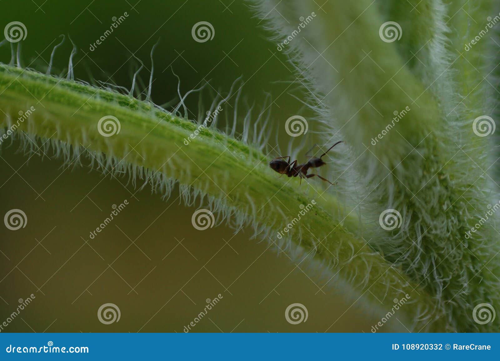 Ant exploring stock photo. Image of close, nature, garden - 108920332