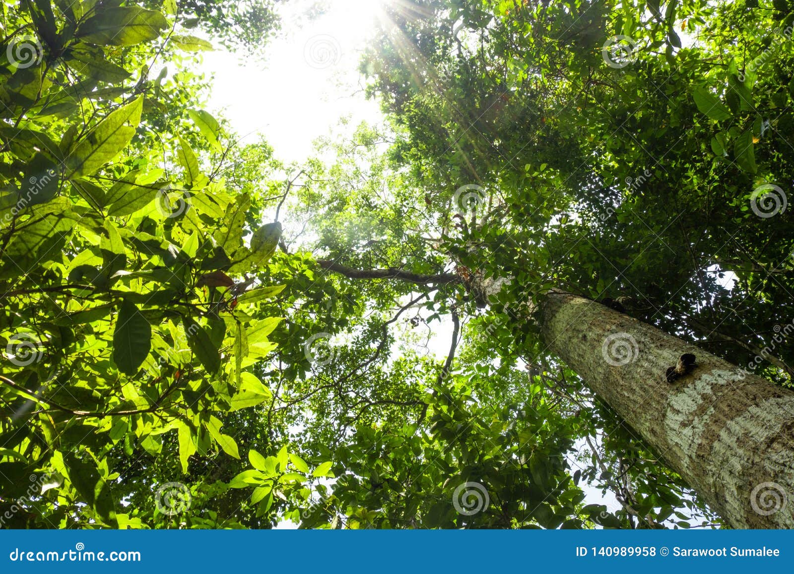 Ant Eye View of Big Tree in Jungle in Thailand Background Stock Photo ...