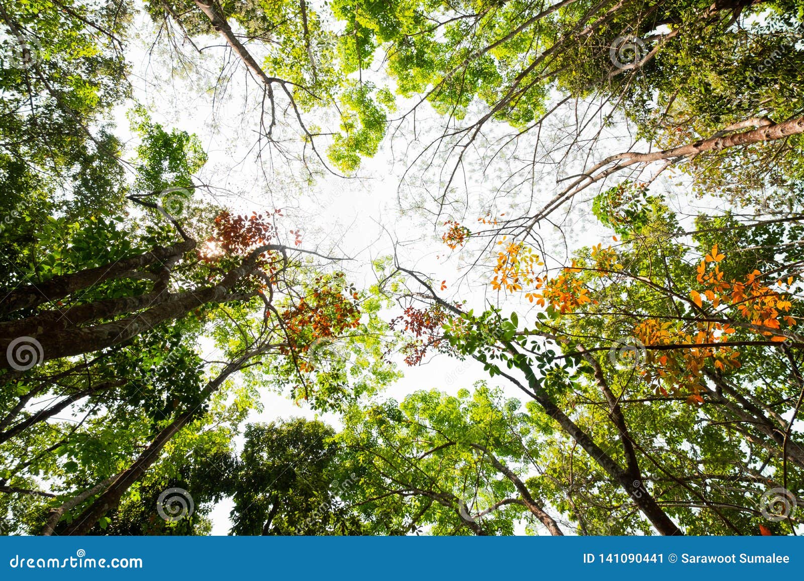 Ant Eye View of Colorful Leaves Tree in Jungle Background Stock Image ...