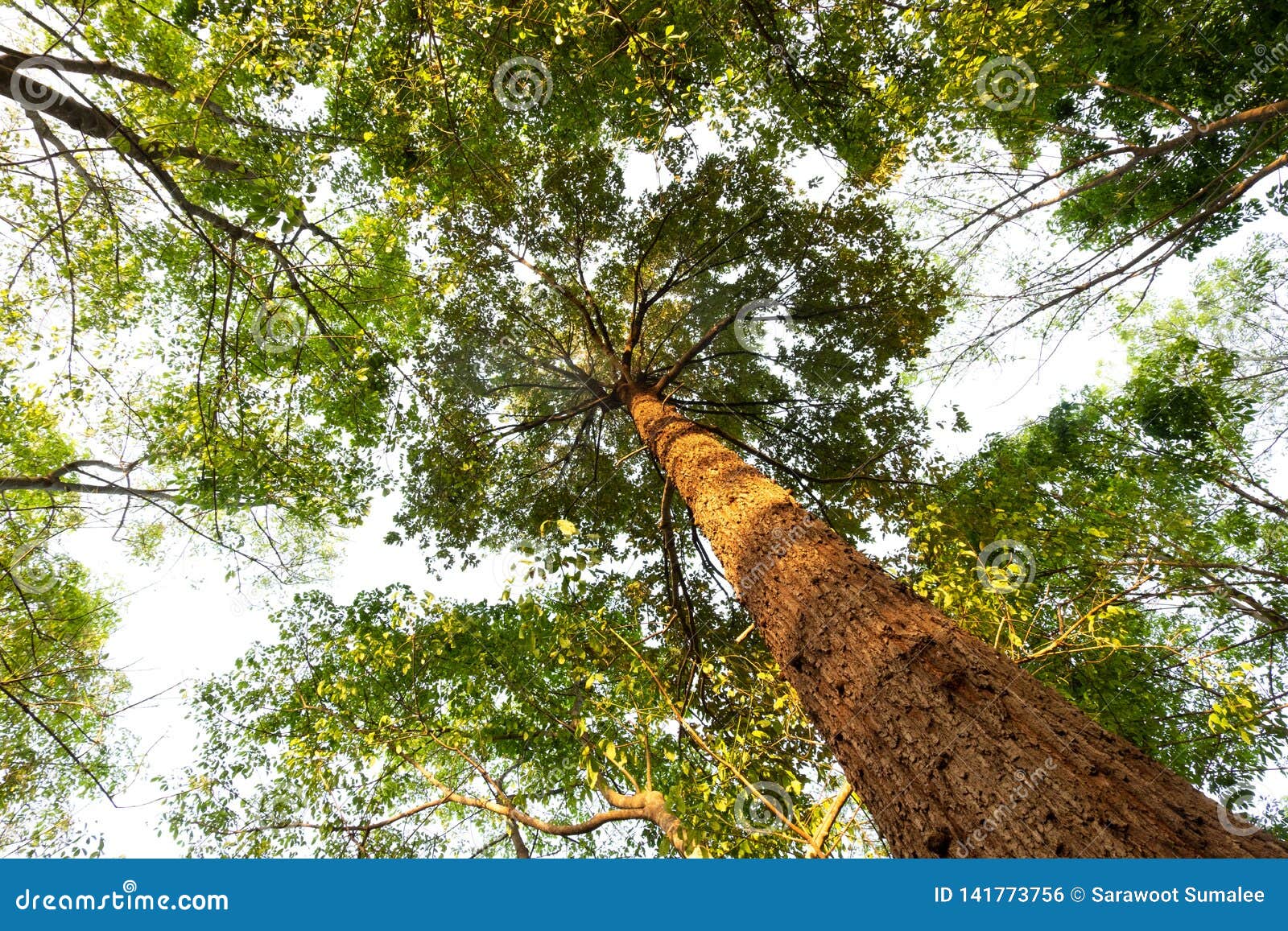 Ant Eye View of Resak Tembaga Tree in Jungle Background.forest and ...