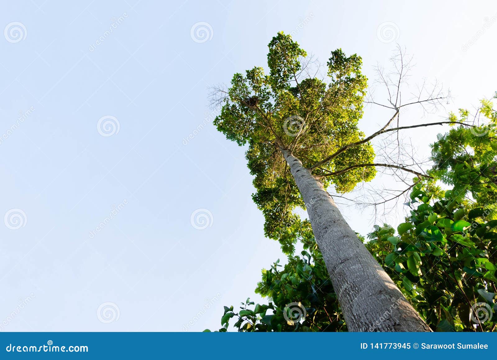 Ant Eye View of Resak Tembaga Tree in Jungle Background.forest and ...
