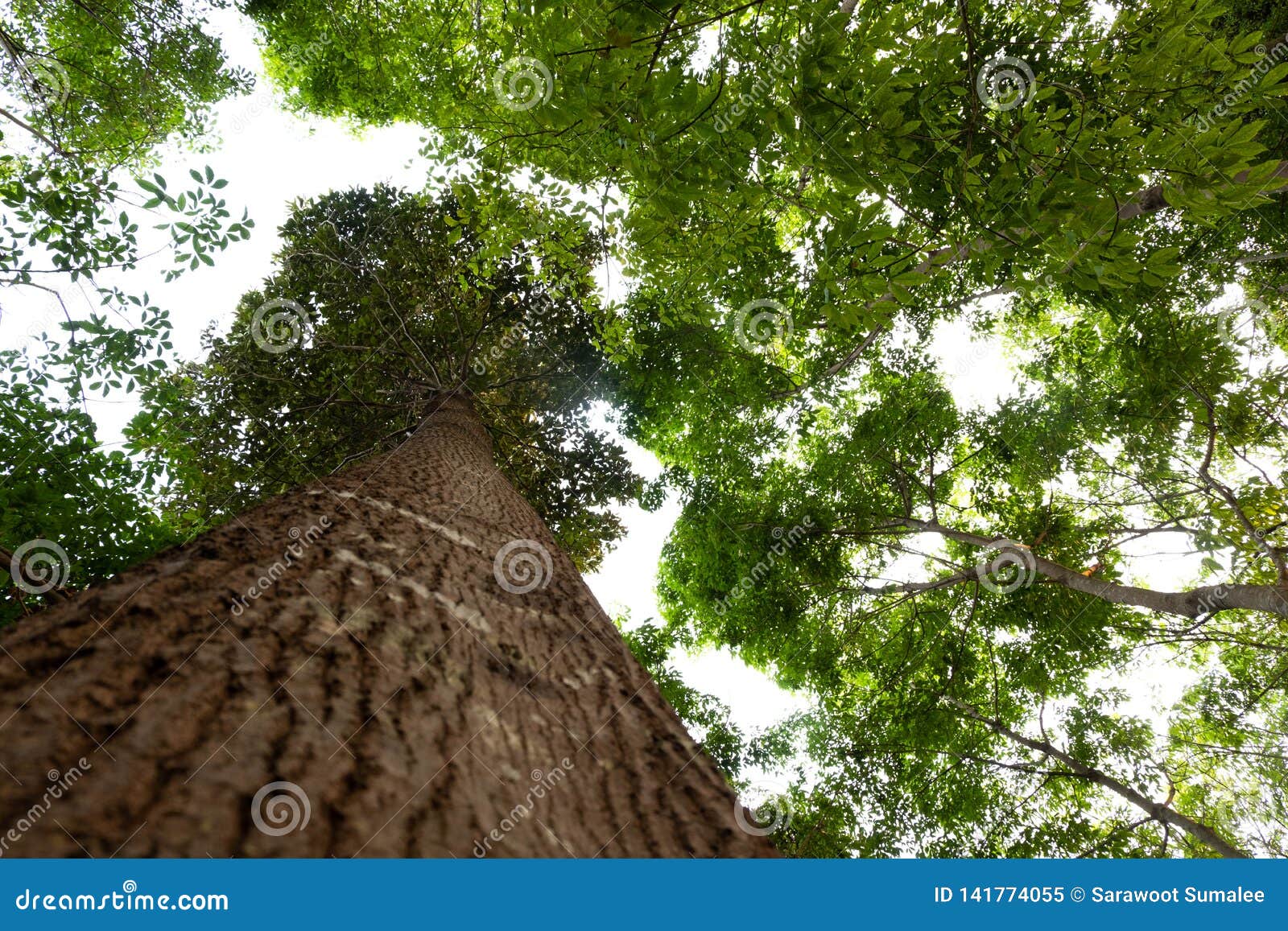 Ant Eye View of Resak Tembaga Tree in Jungle Background.forest and ...