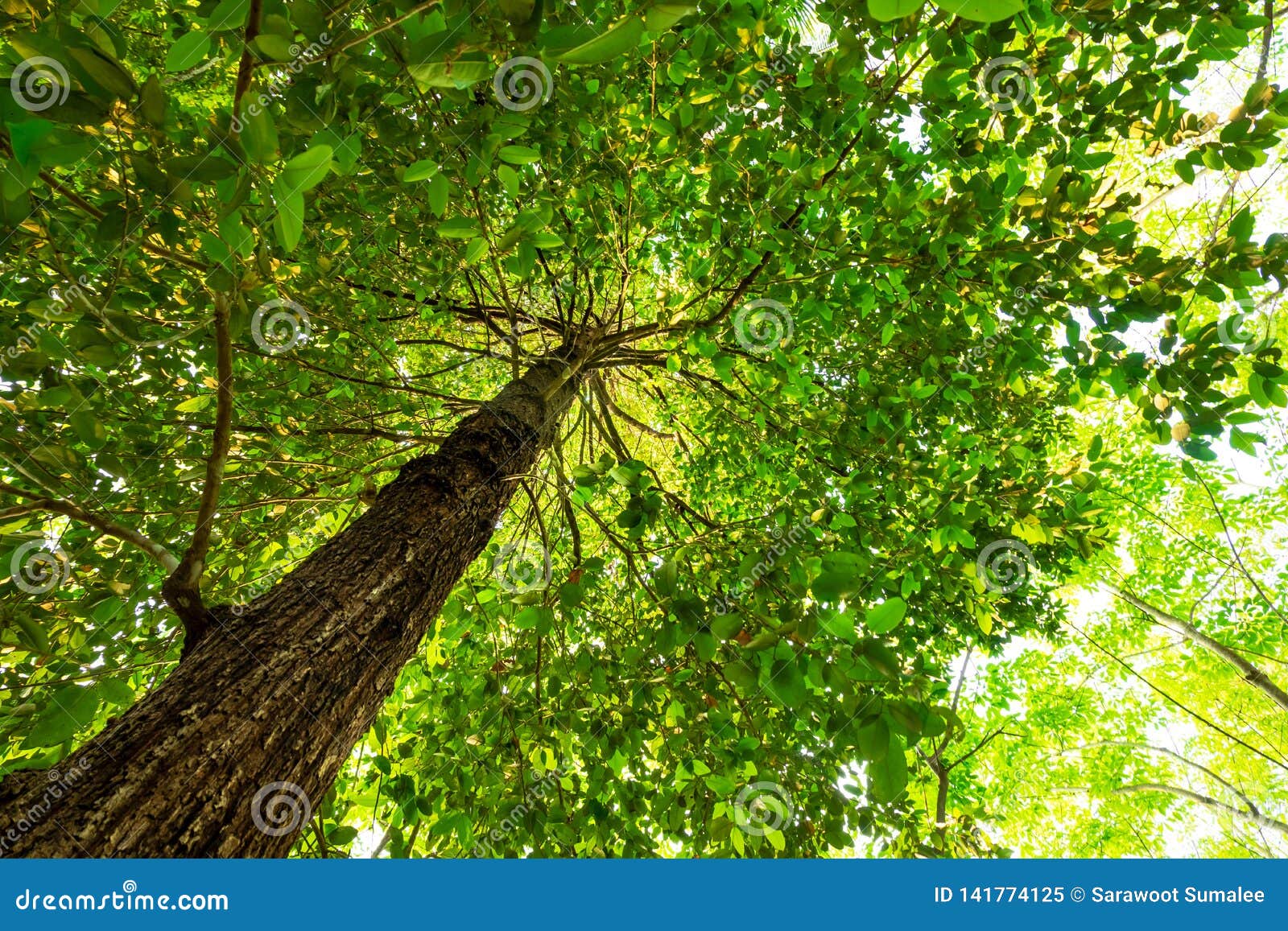 Ant Eye View of Resak Tembaga Tree in Jungle Background.forest and ...