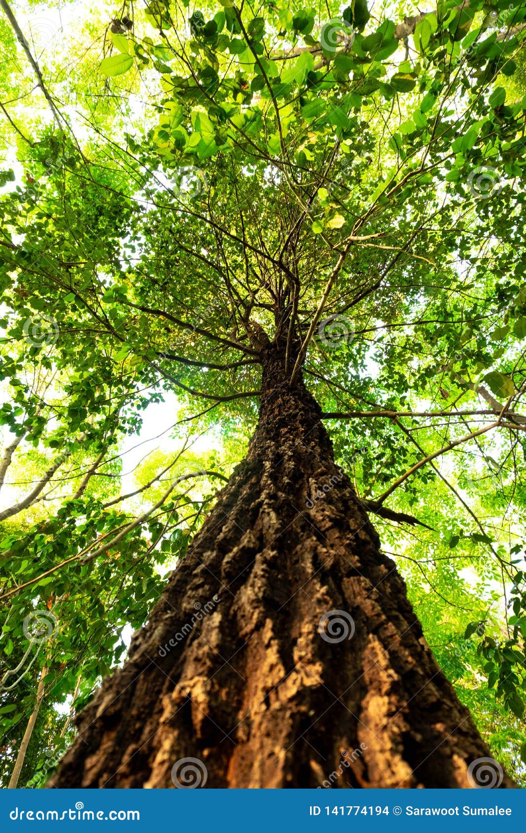 Ant Eye View of Resak Tembaga Tree in Jungle Background.forest and ...