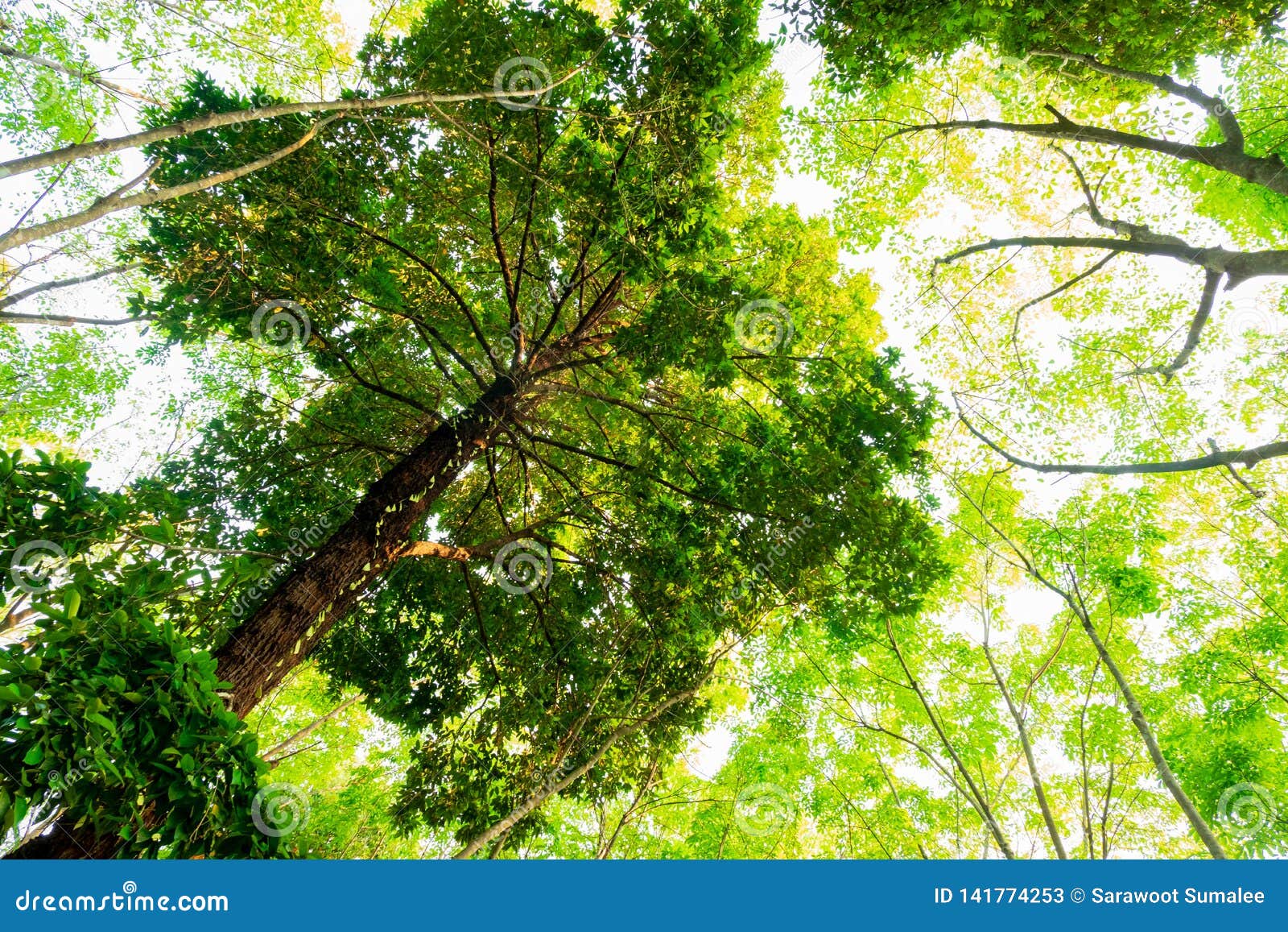 Ant Eye View of Resak Tembaga Tree in Jungle Background.forest and ...