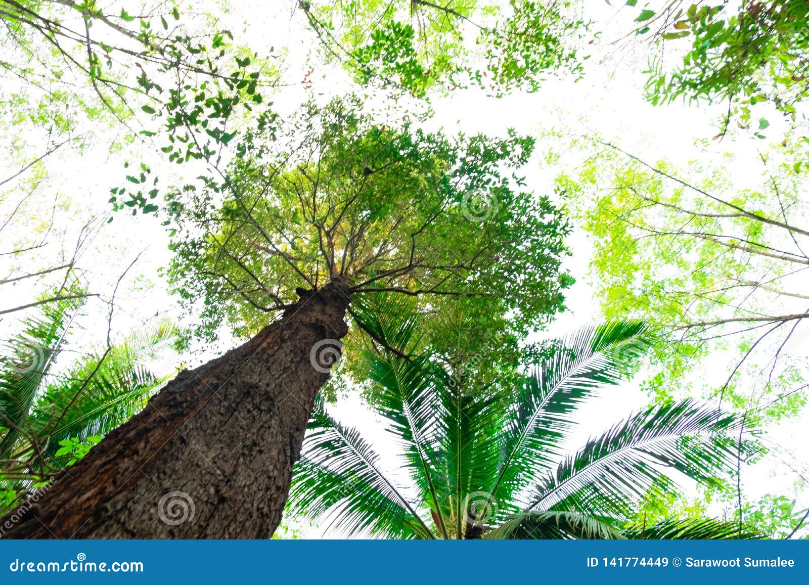 Ant Eye View of Resak Tembaga Tree in Jungle Background.forest and ...