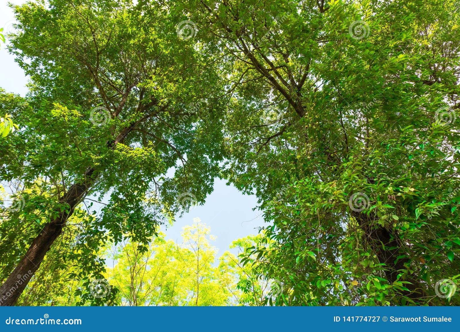 Ant Eye View of Resak Tembaga Tree in Jungle Background.forest and ...