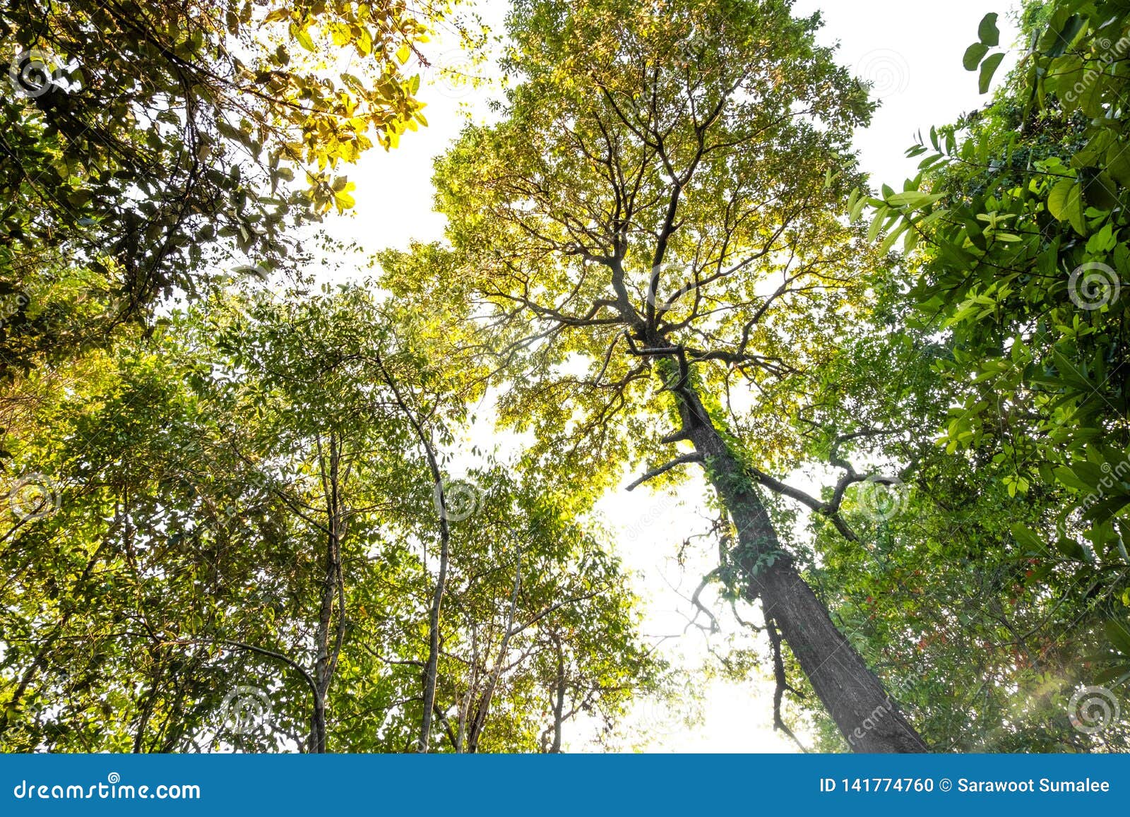 Ant Eye View of Resak Tembaga Tree in Jungle Background.forest and ...