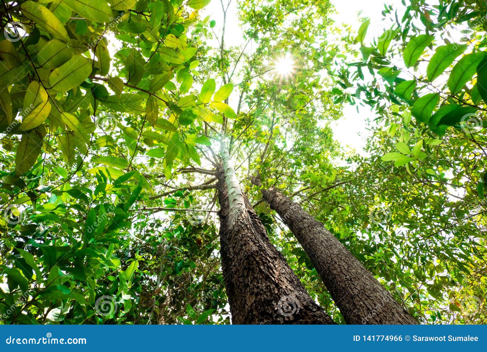 Ant Eye View of Resak Tembaga Tree in Jungle Background.forest and ...