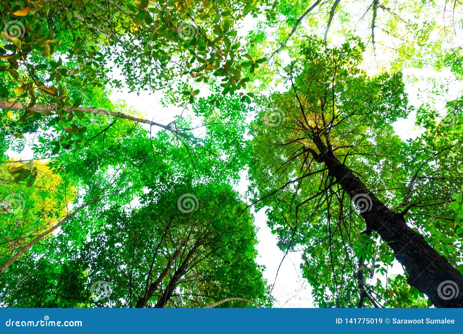 Ant Eye View of Resak Tembaga Tree in Jungle Background.forest and ...