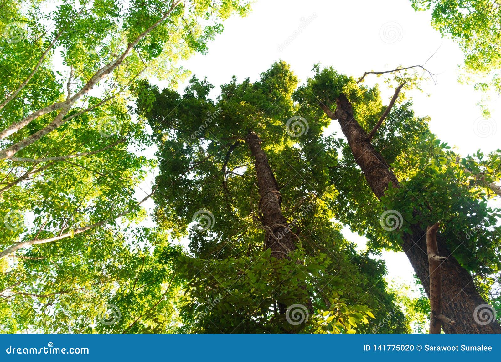 Ant Eye View of Resak Tembaga Tree in Jungle Background.forest and ...