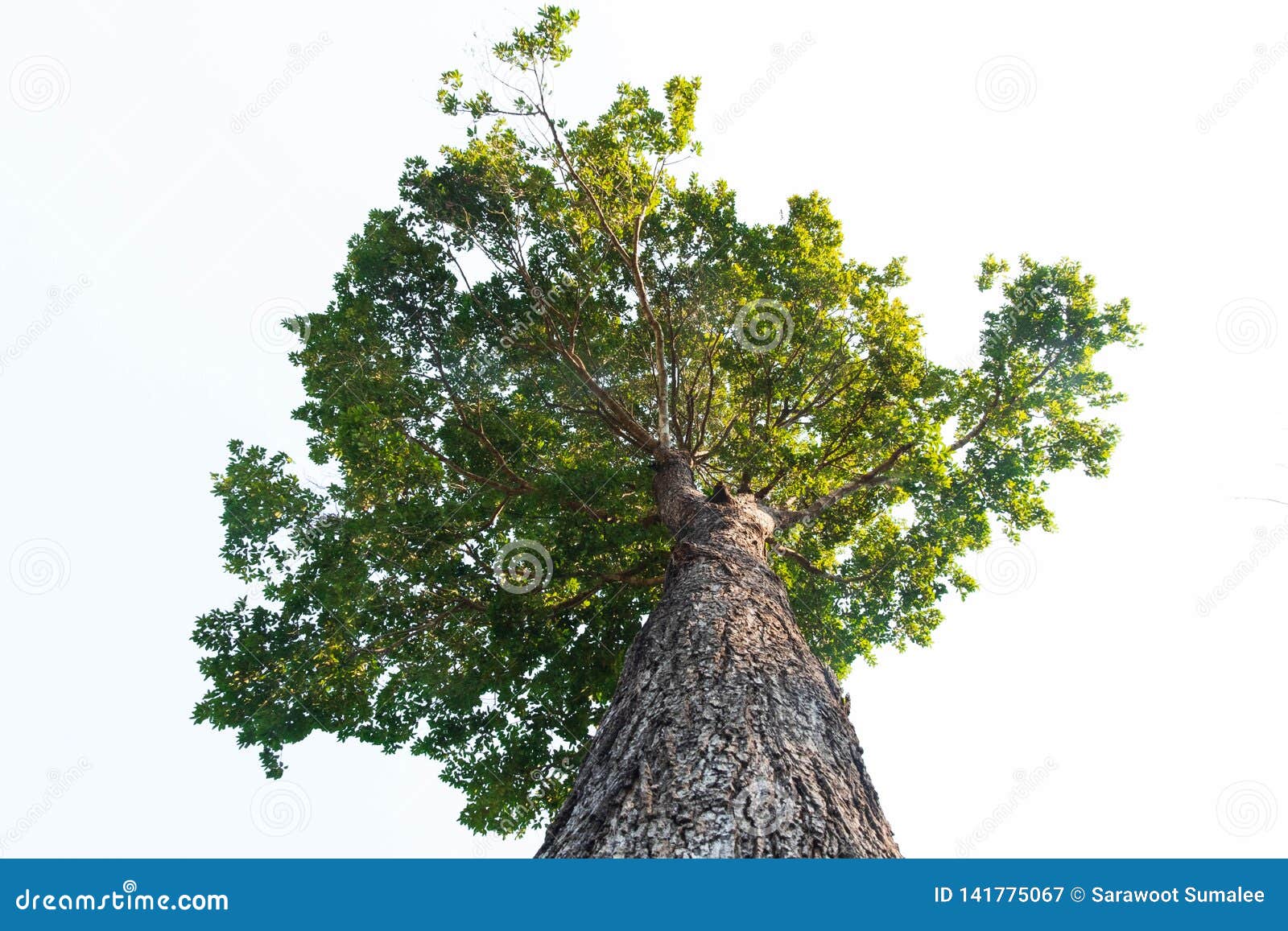 Ant Eye View of Resak Tembaga Tree in Jungle Background.forest and ...