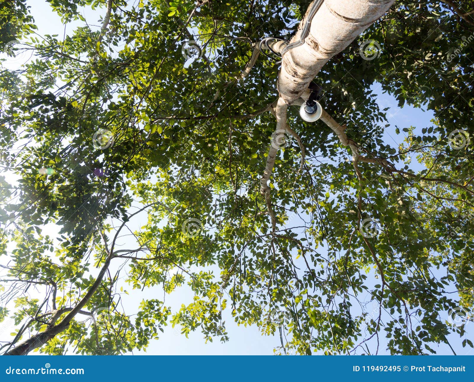 Ant Eye View of the Tree. Under the Shade of a Large Tree with a Bright ...