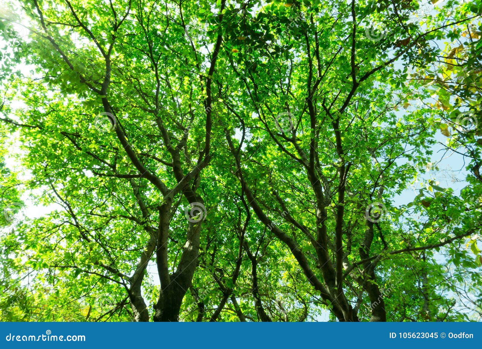 Ant Eyes View Under the Tree in Daylight Stock Image - Image of outdoor ...