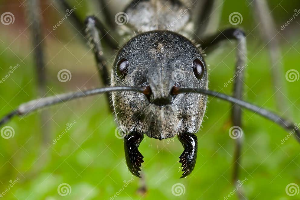 Ant face shot stock photo. Image of macro, wilderness - 9667712