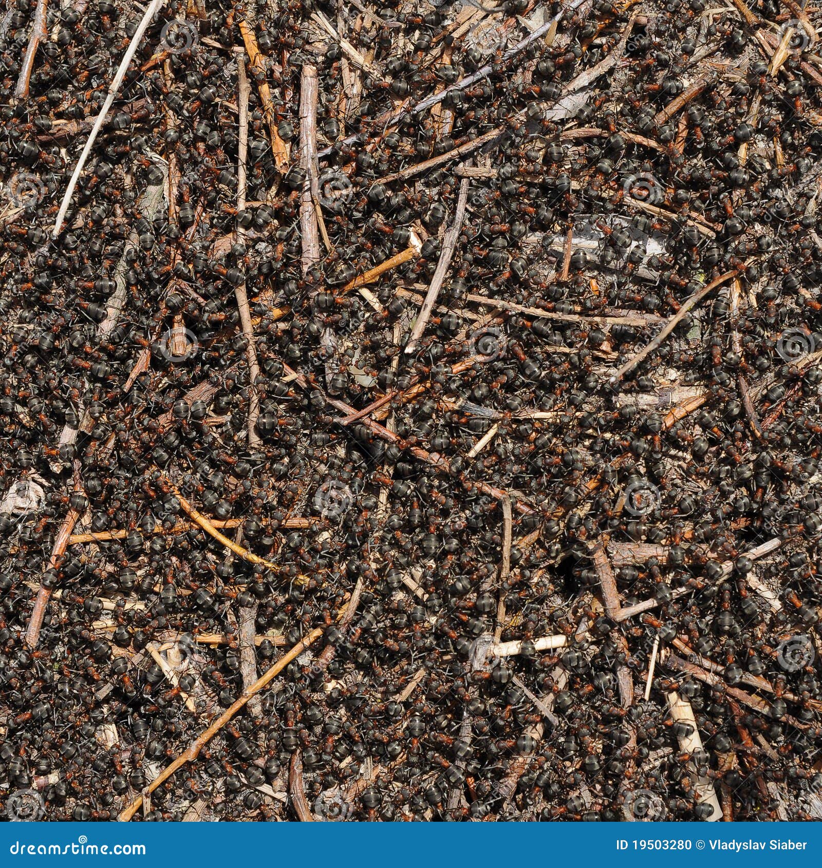 Ant family stock photo. Image of anthill, wild, community - 19503280