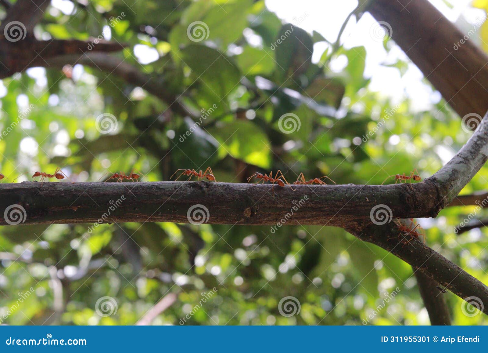 Ant family stock image. Image of ecologi, happy, ecosystem - 311955301