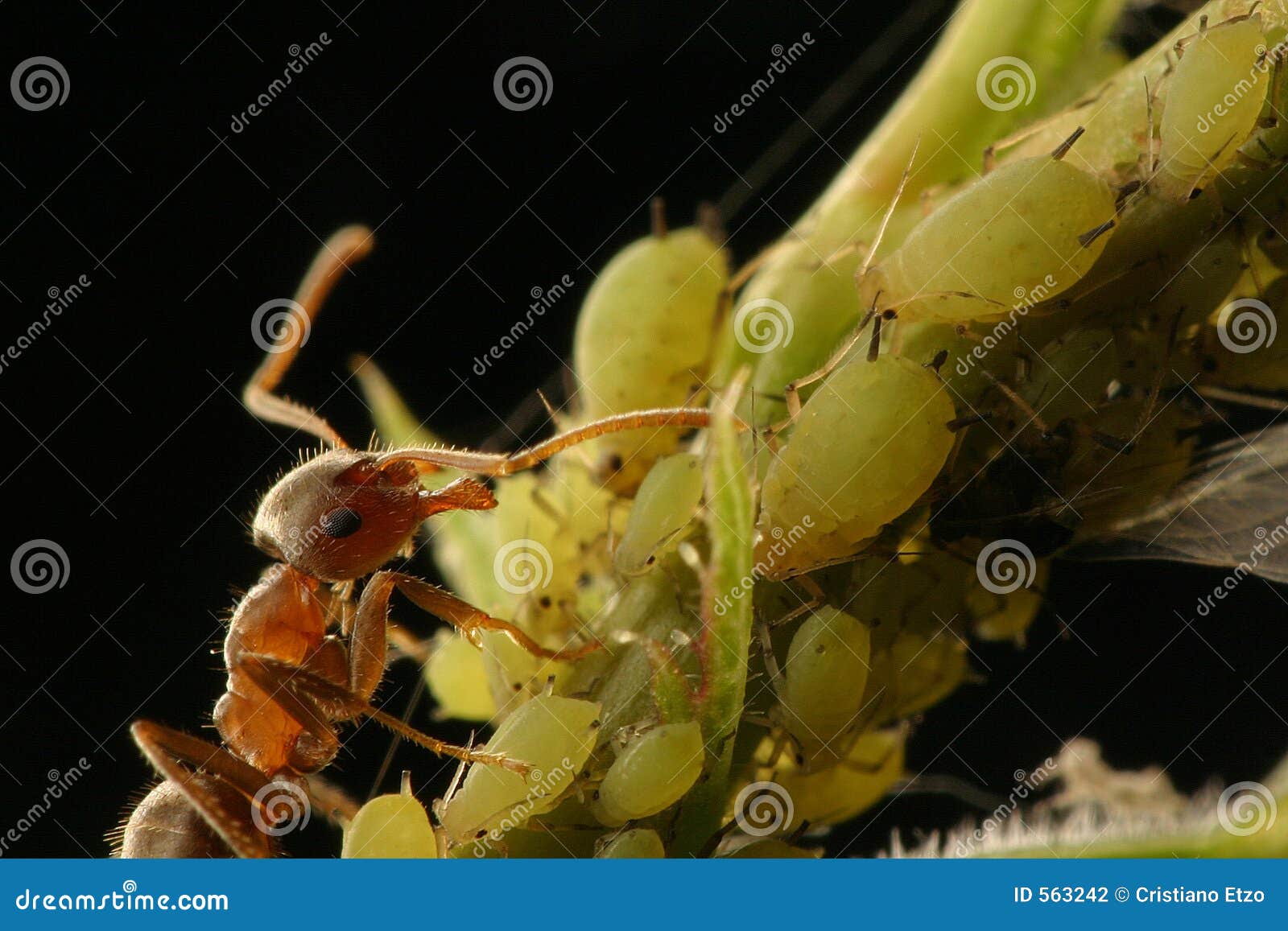 Ant farm stock photo. Image of farm, flower, insect, macro - 563242
