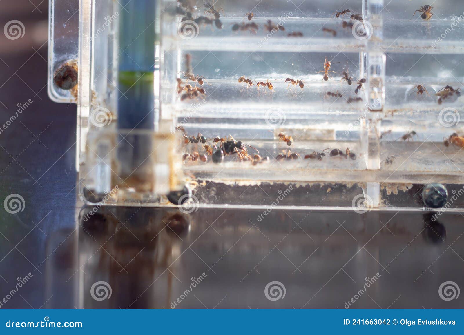 An Ant Farm with a Colony of Ants in a Transparent Container for ...