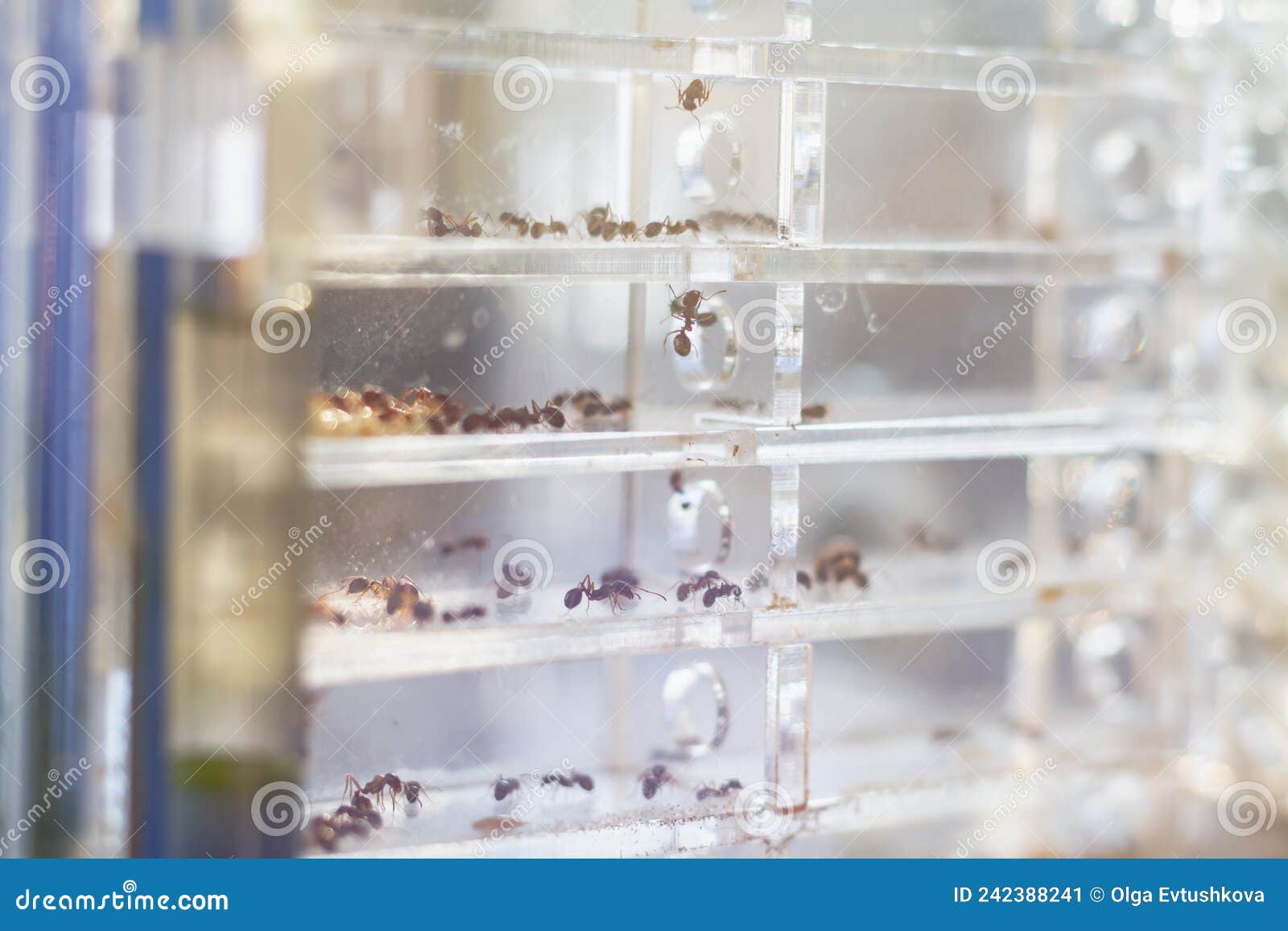 An Ant Farm with a Colony of Ants in a Transparent Container for ...