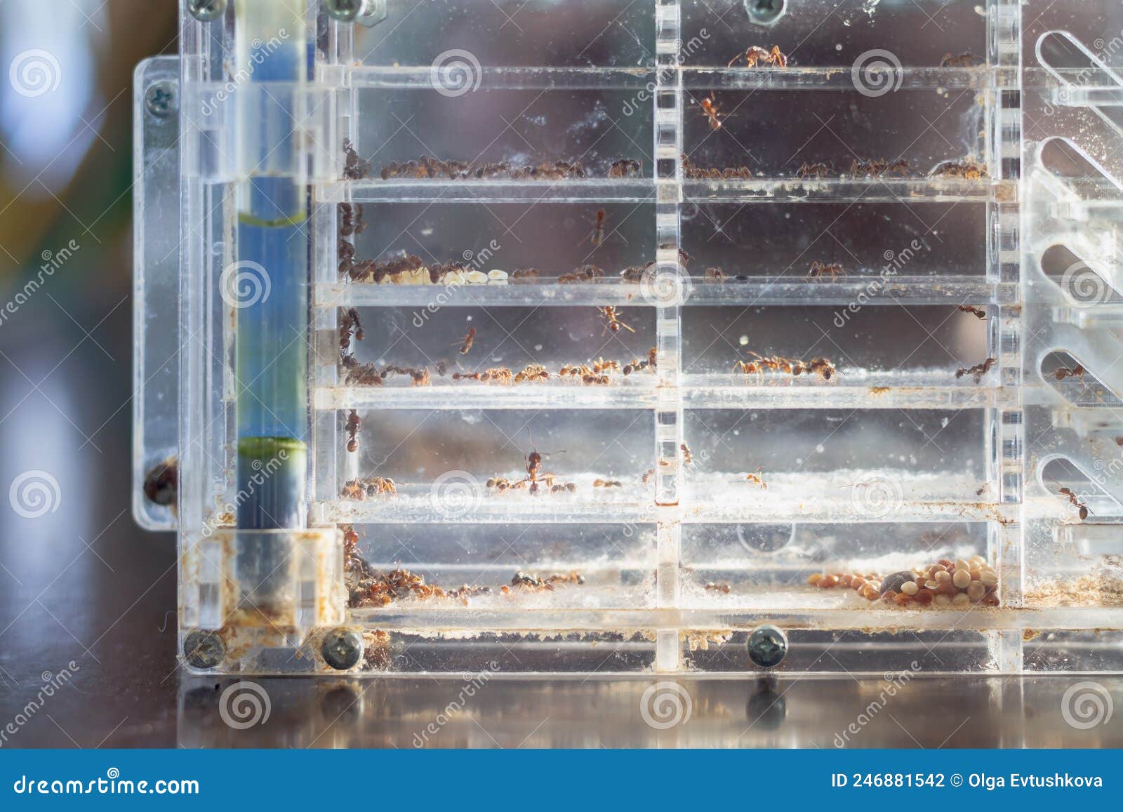 An Ant Farm with a Colony of Ants in a Transparent Container for ...
