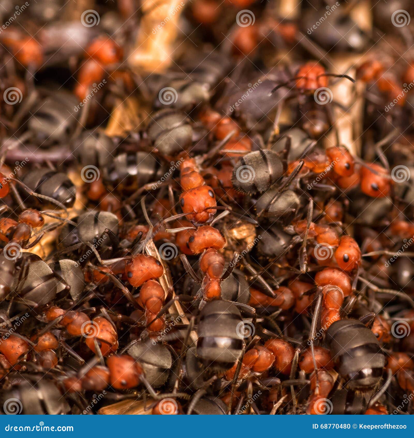 Ant Farm stock photo. Image of formica, pest, crawly - 68770480