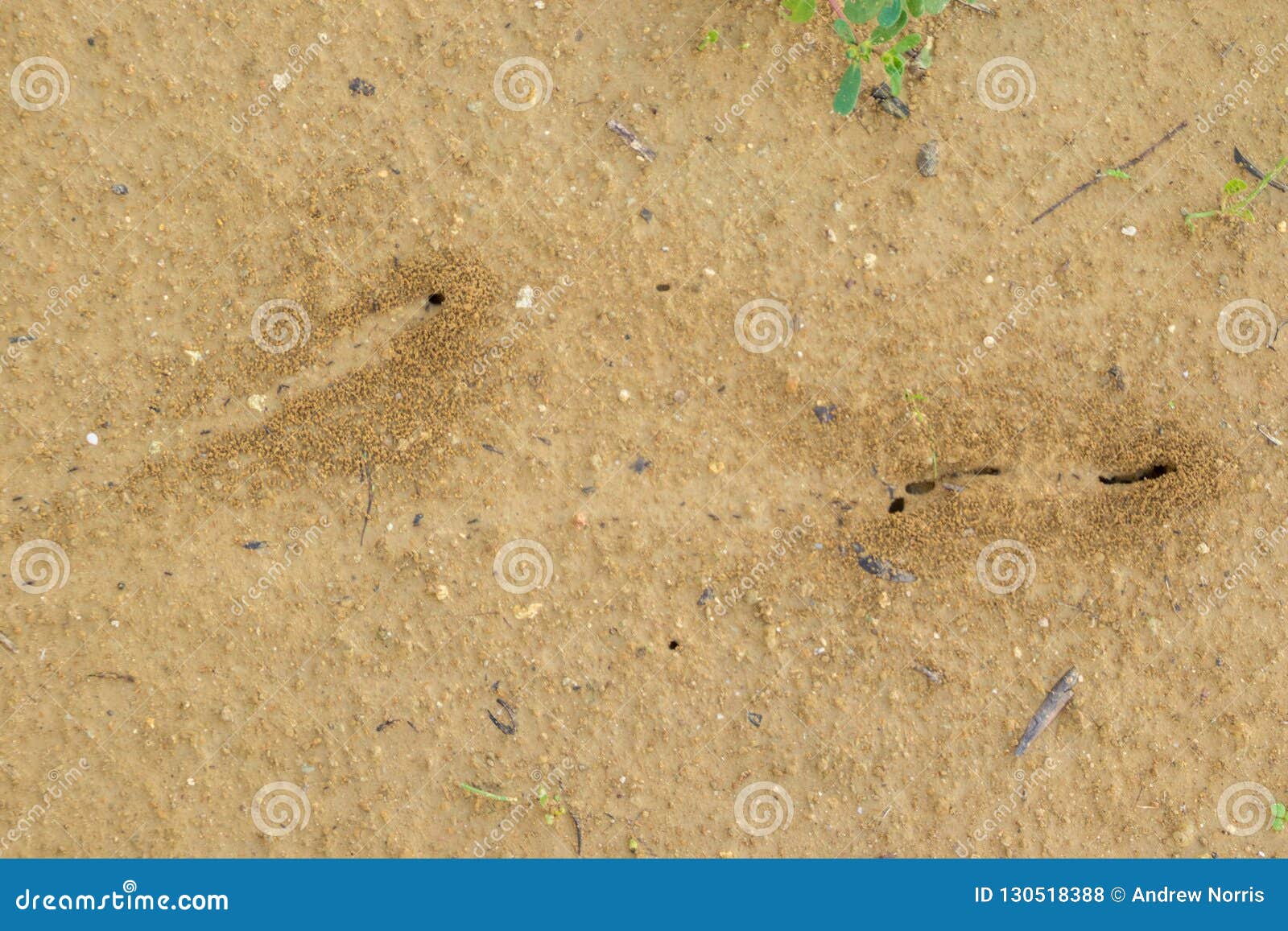 Ant Farm stock photo. Image of italian, holes, dirt - 130518388