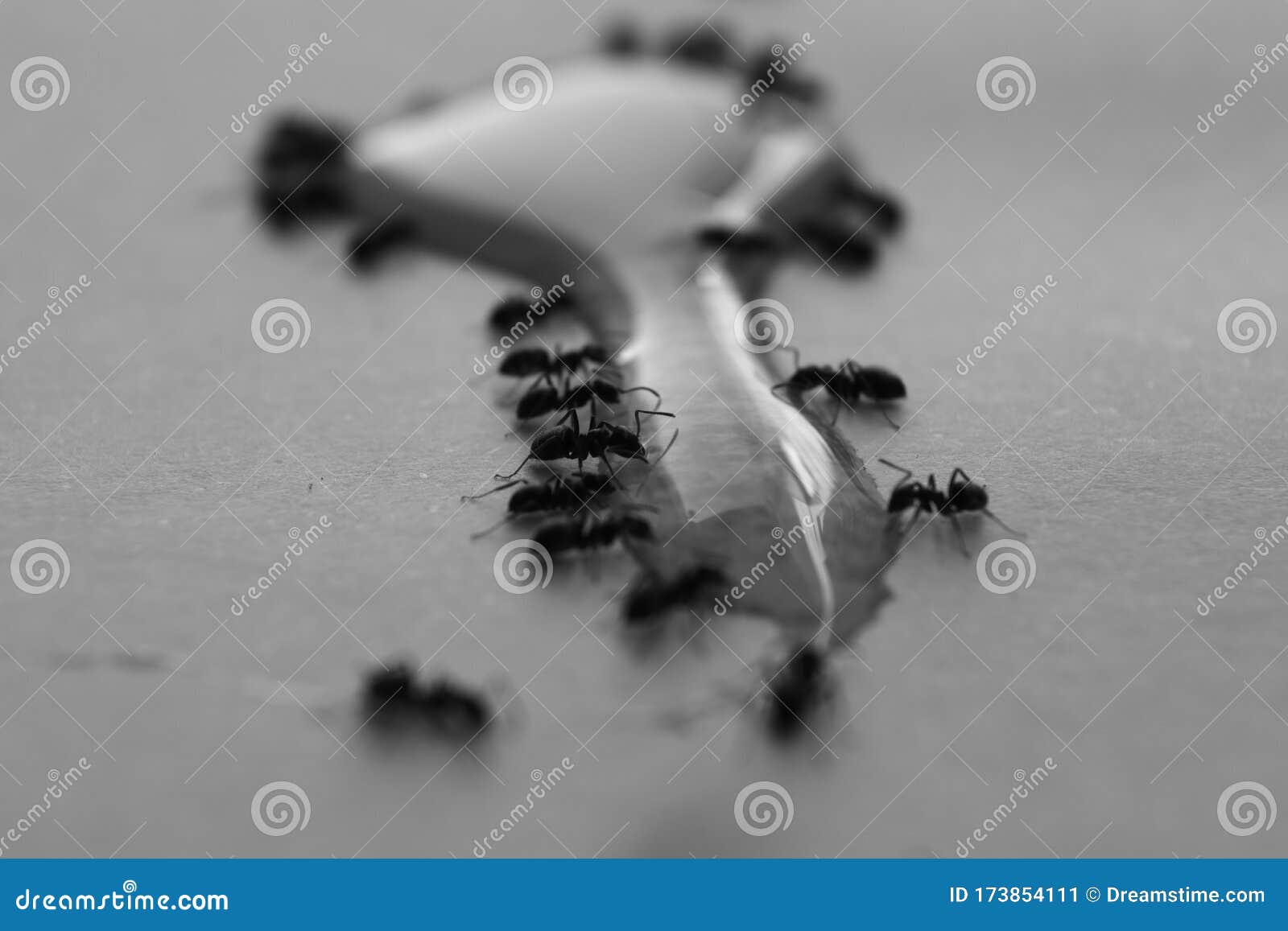 Ant feeding stock image. Image of honey, macro, ants - 173854111
