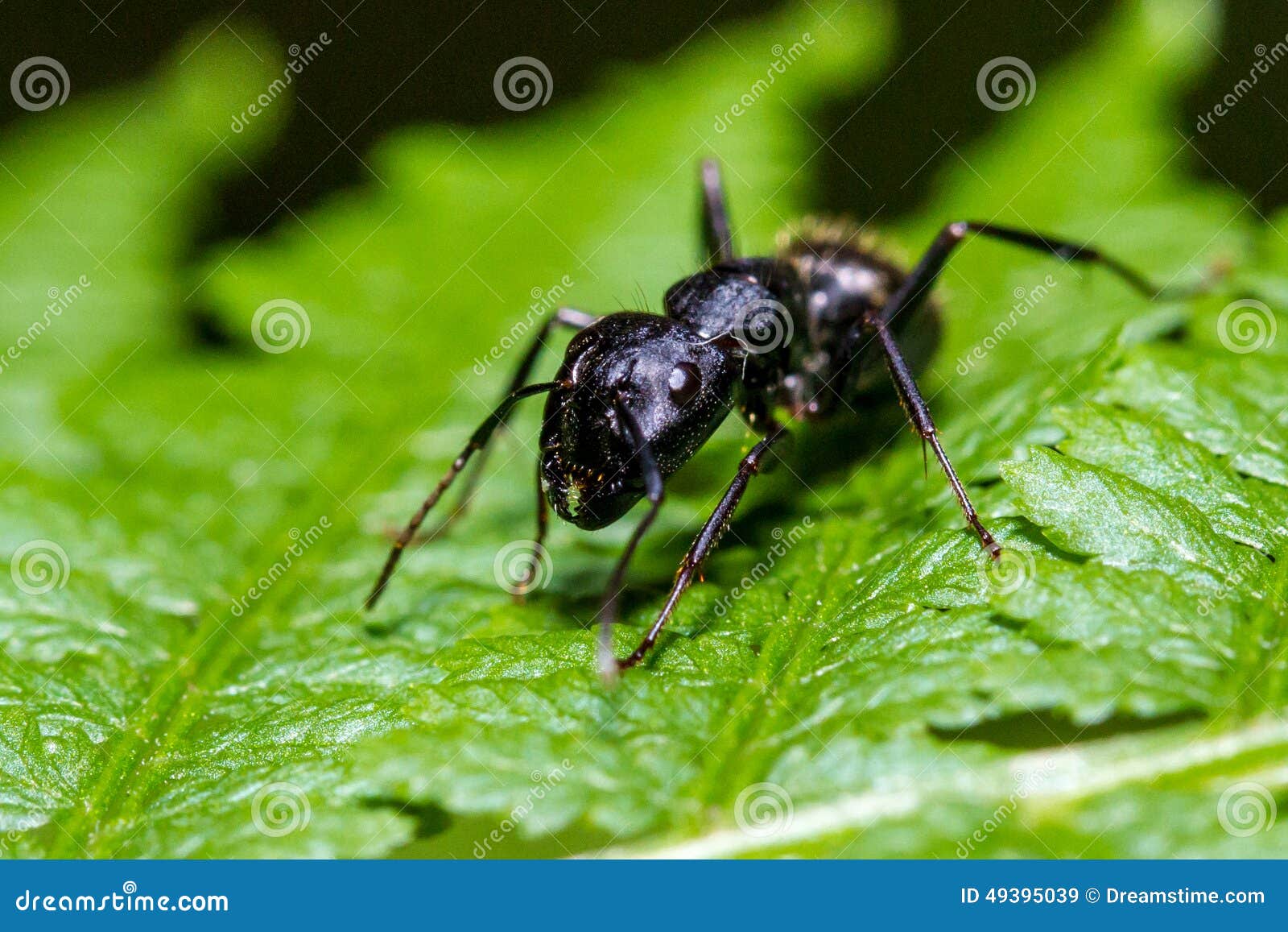 Ant on a fern stock image. Image of green, alien, invasion - 49395039