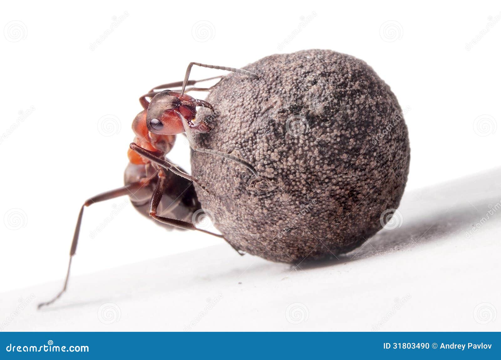 Ant Fights with Heavy Stone Stock Photo - Image of rufa, pavlov: 31803490