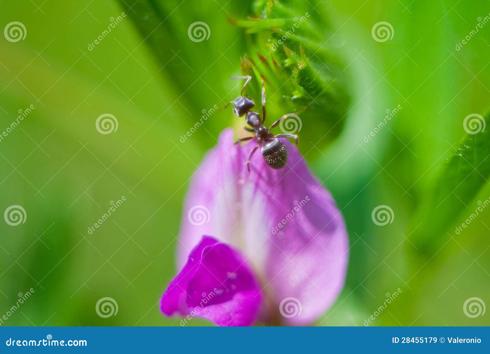 Ant on the flower stock image. Image of bokeh, morning - 28455179