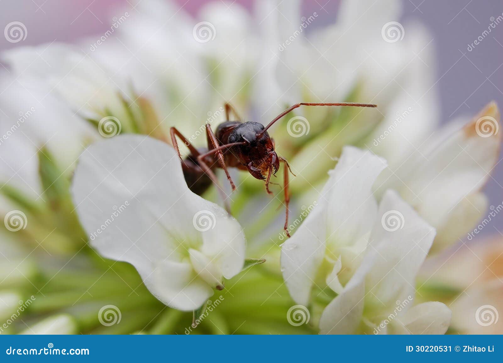 An ant on the flower stock image. Image of insect, green - 30220531