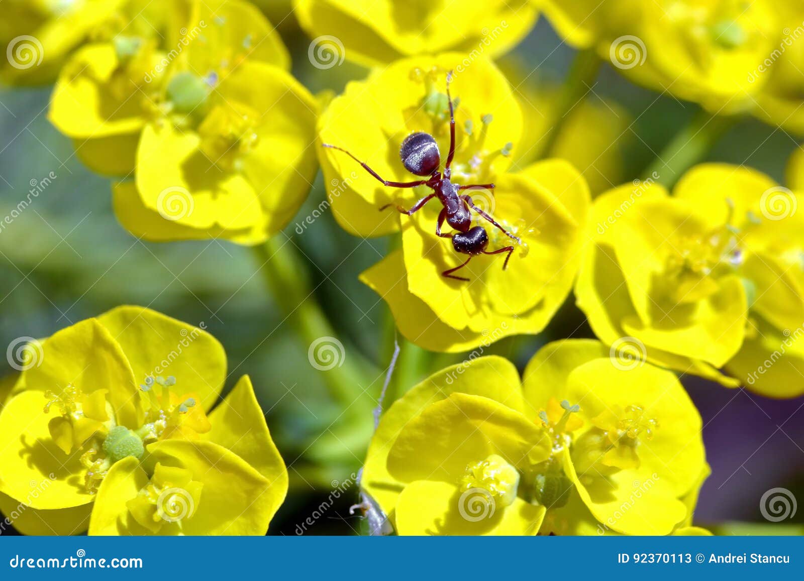 Ant with a flower stock image. Image of hairs, leaf, sleek - 92370113