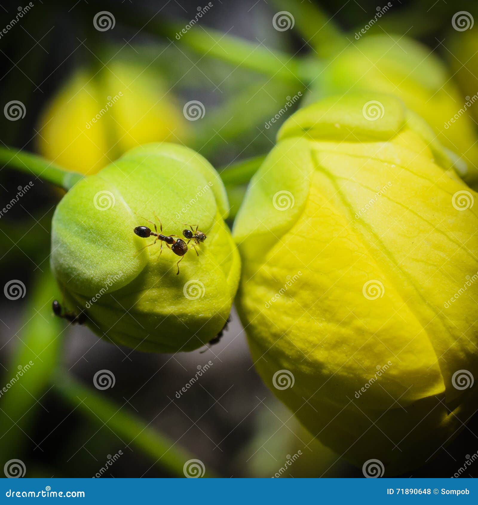 Ant on flower stock photo. Image of macro, dandelion - 71890648