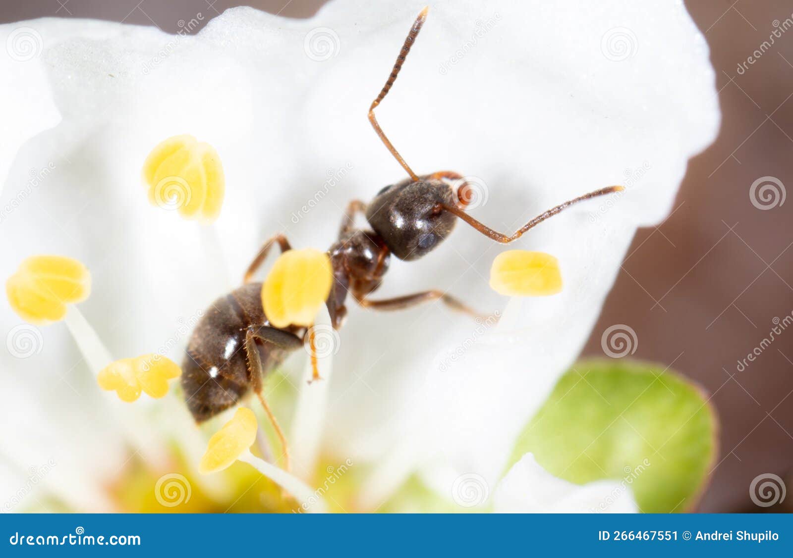 Ant on a flower in spring. stock image. Image of natural - 266467551