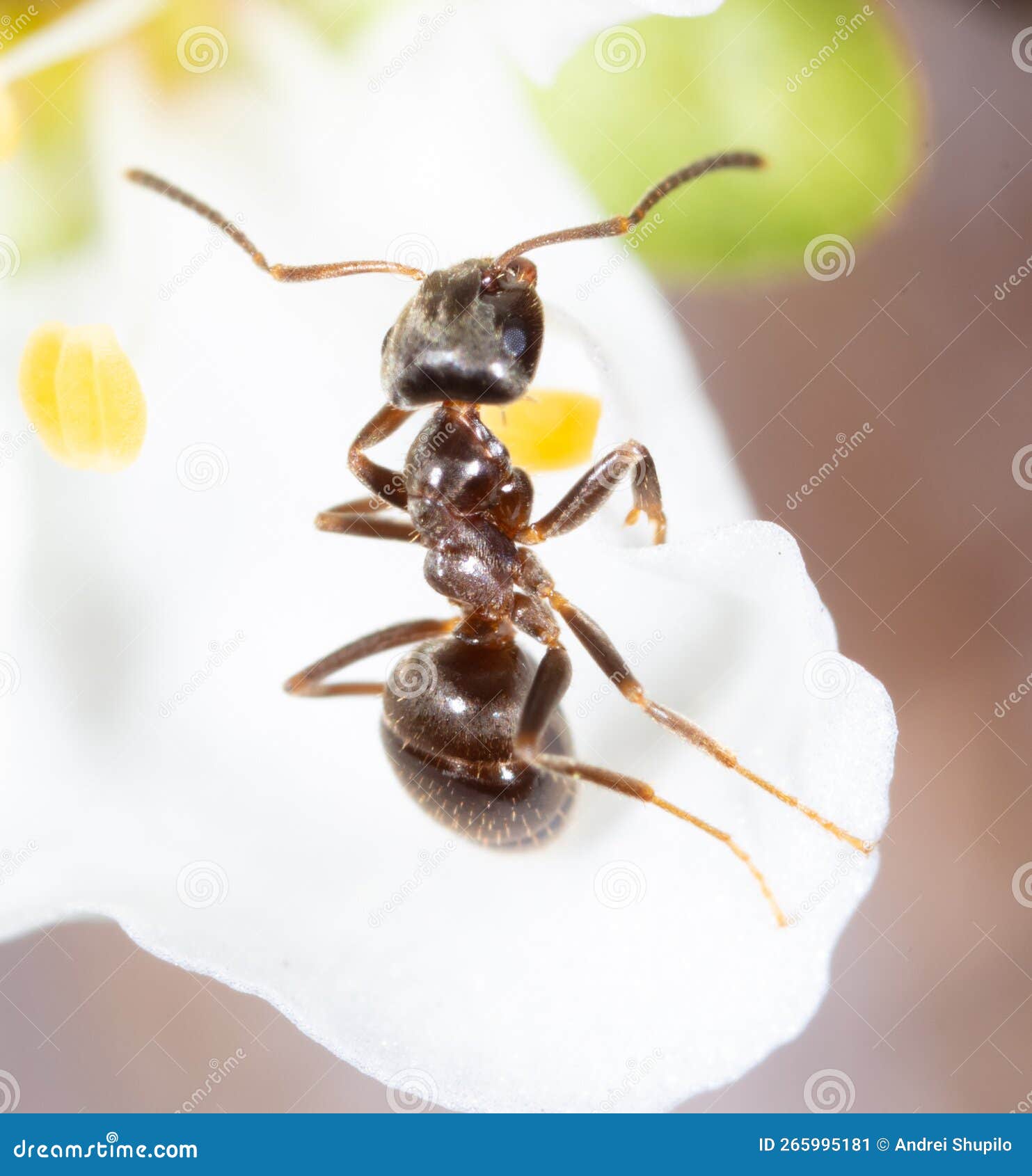 Ant on a flower in spring. stock image. Image of closeup - 265995181