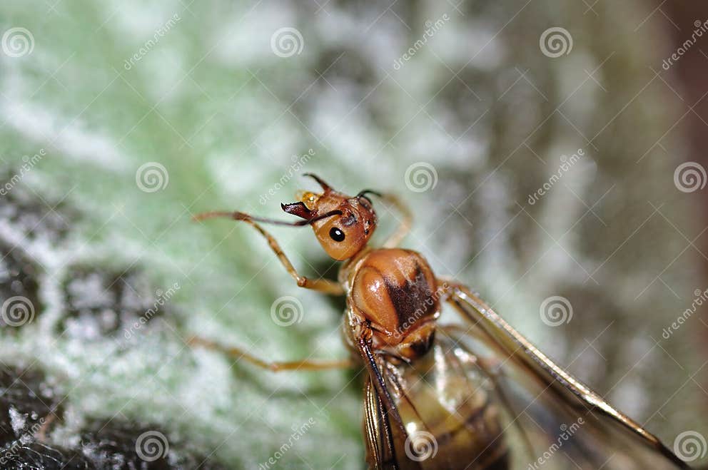 Ant Fly stock image. Image of wings, nature, insect, tropical - 16123493