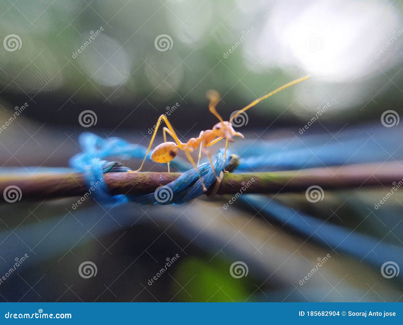 Ant Focusing a Camera Click Stock Photo - Image of insect, camera ...