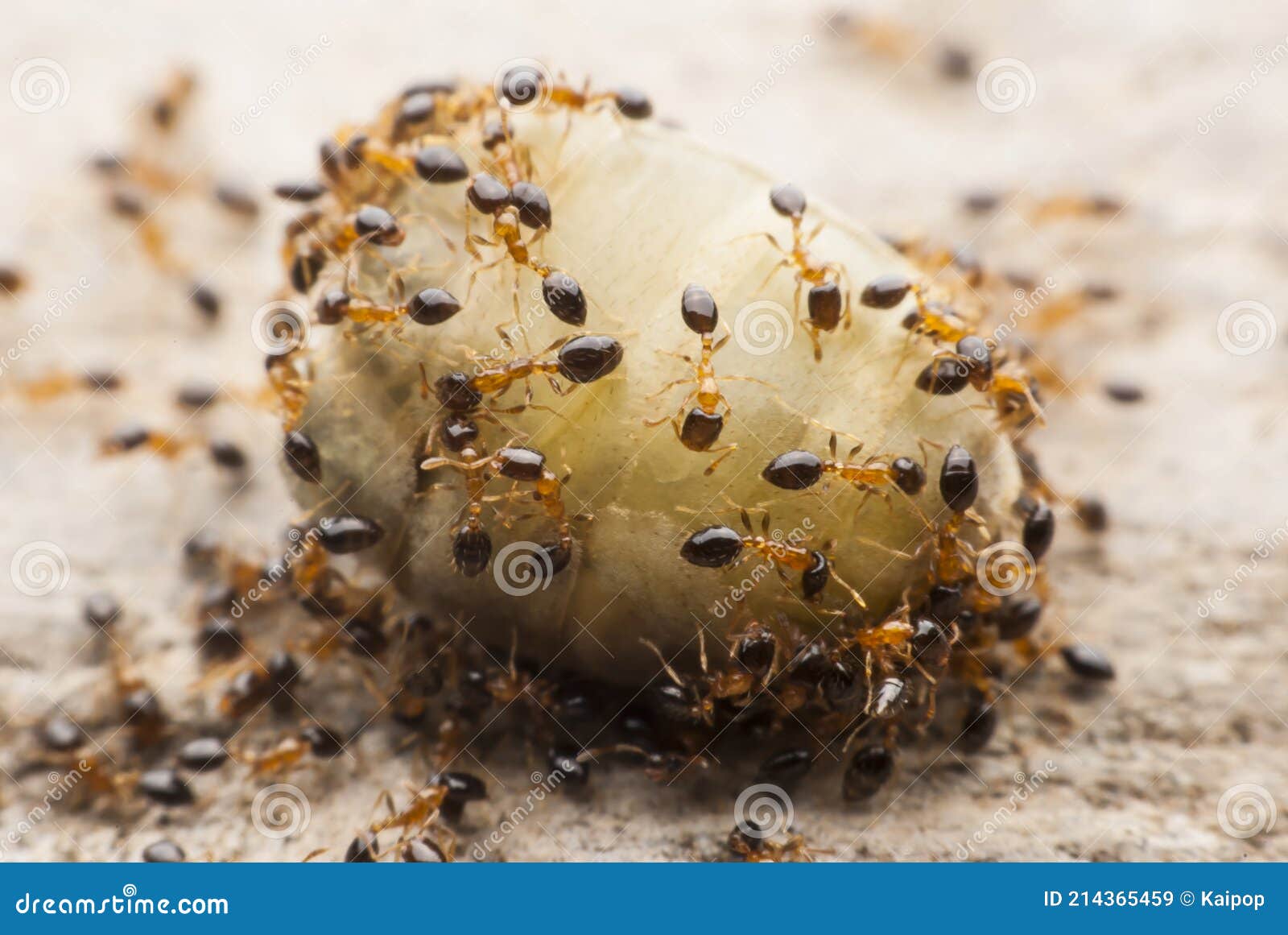 Ant with food stock image. Image of party, honey, company - 214365459