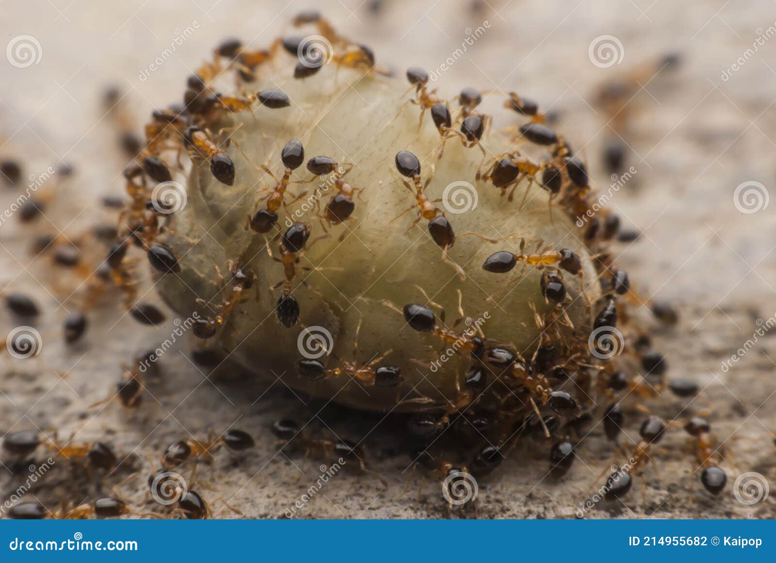 Ant with food stock photo. Image of drinking, feeder - 214955682