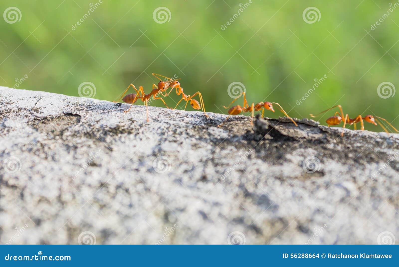 Ant Forage for food stock photo. Image of ants, trail - 56288664